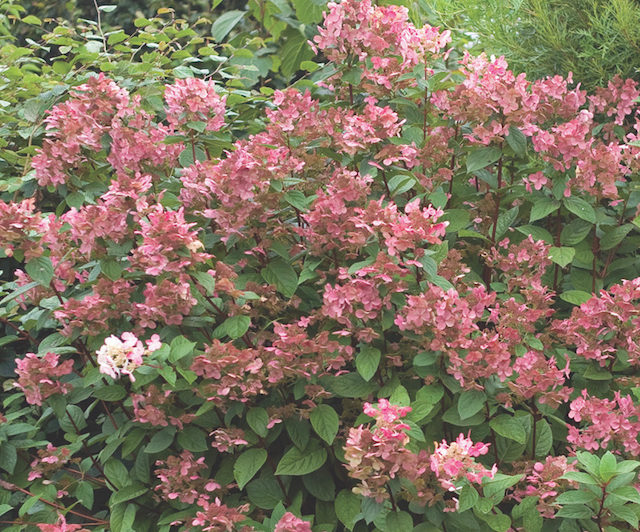 Hydrangea ‘Quick Fire’ - Greenhouse Product News