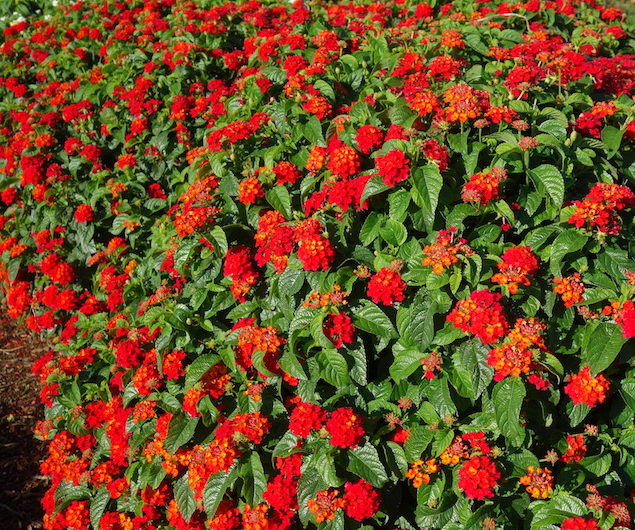 Lantana ‘Gem Compact Orange Fire’ - Greenhouse Product News
