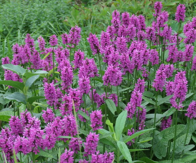 Stachys 'Hummelo' - Greenhouse Product News