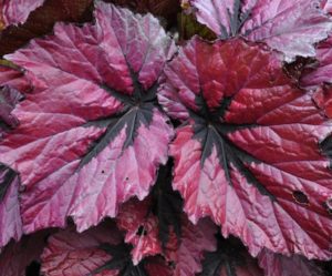 Begonia 'T-Rex Ruby Slippers' - Greenhouse Product News