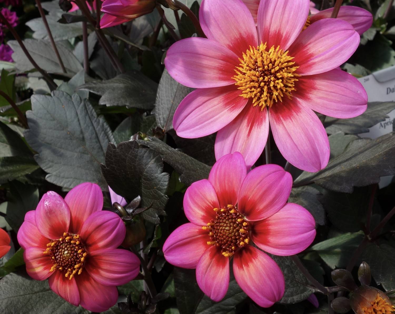 Dazzling Dahlias - Greenhouse Product News