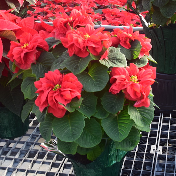 'Winter Rose Early Red' - Greenhouse Product News