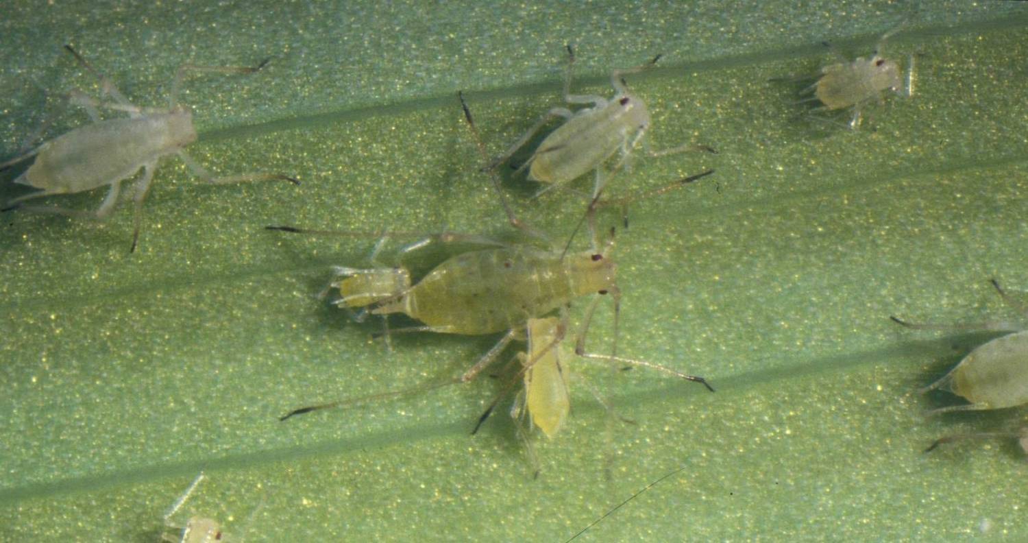 Ryanodine Receptor Modulators — IRAC Group 28 - Greenhouse Product News