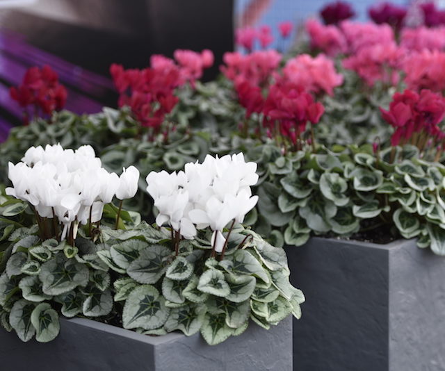 Cyclamen Metalis - Greenhouse Product News