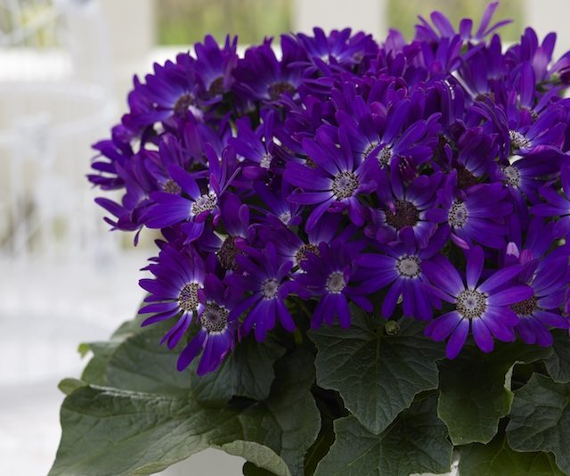Pericallis ‘Senetti Violet’ - Greenhouse Product News