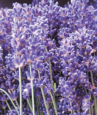 Celebrate Lavender! - Greenhouse Product News