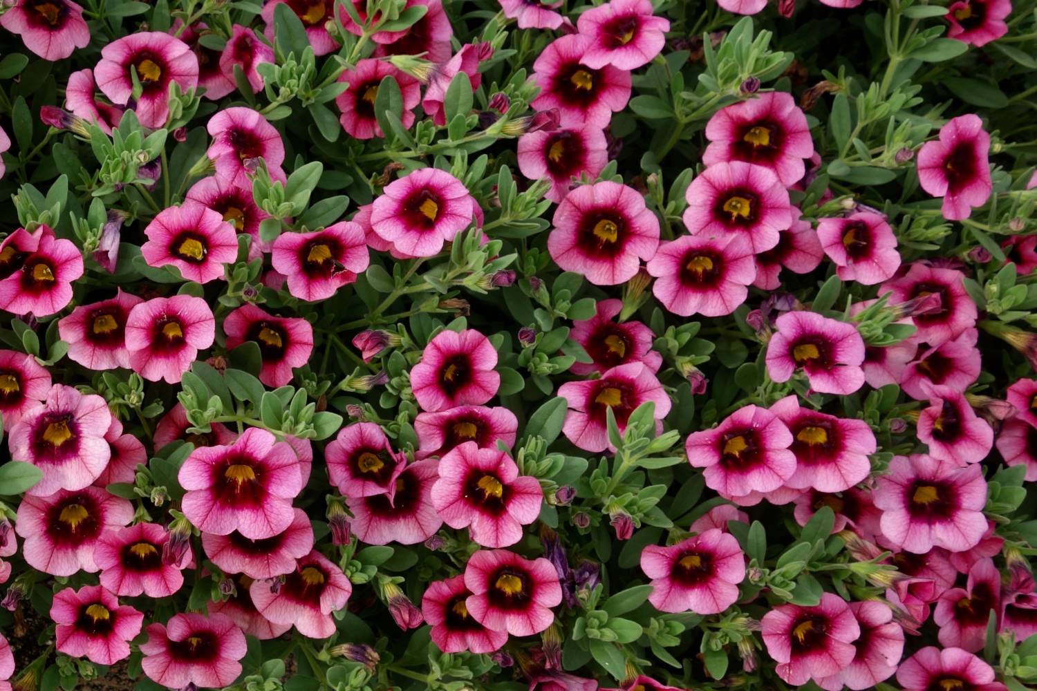 Enchanting Calibrachoas - Greenhouse Product News