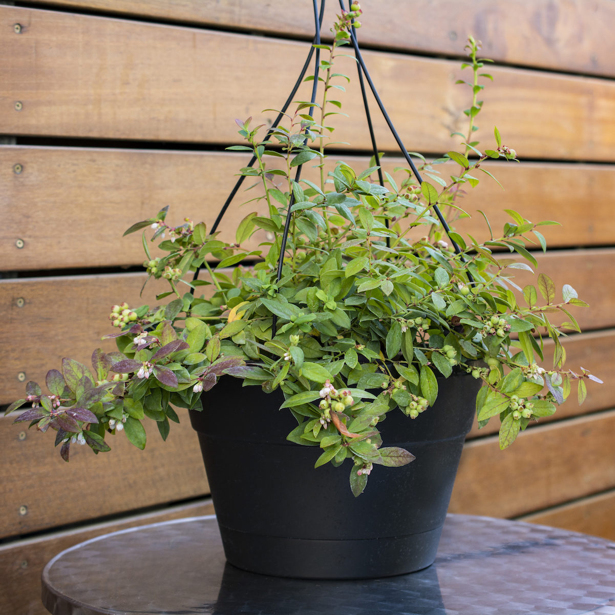 Bushel and Berry Introduces Three New Blueberry Plants for 2021 ...