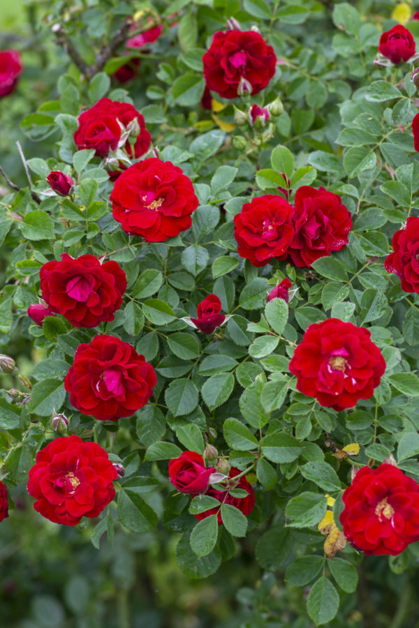 Star Roses and Plants Wins Four Awards - Greenhouse Product News