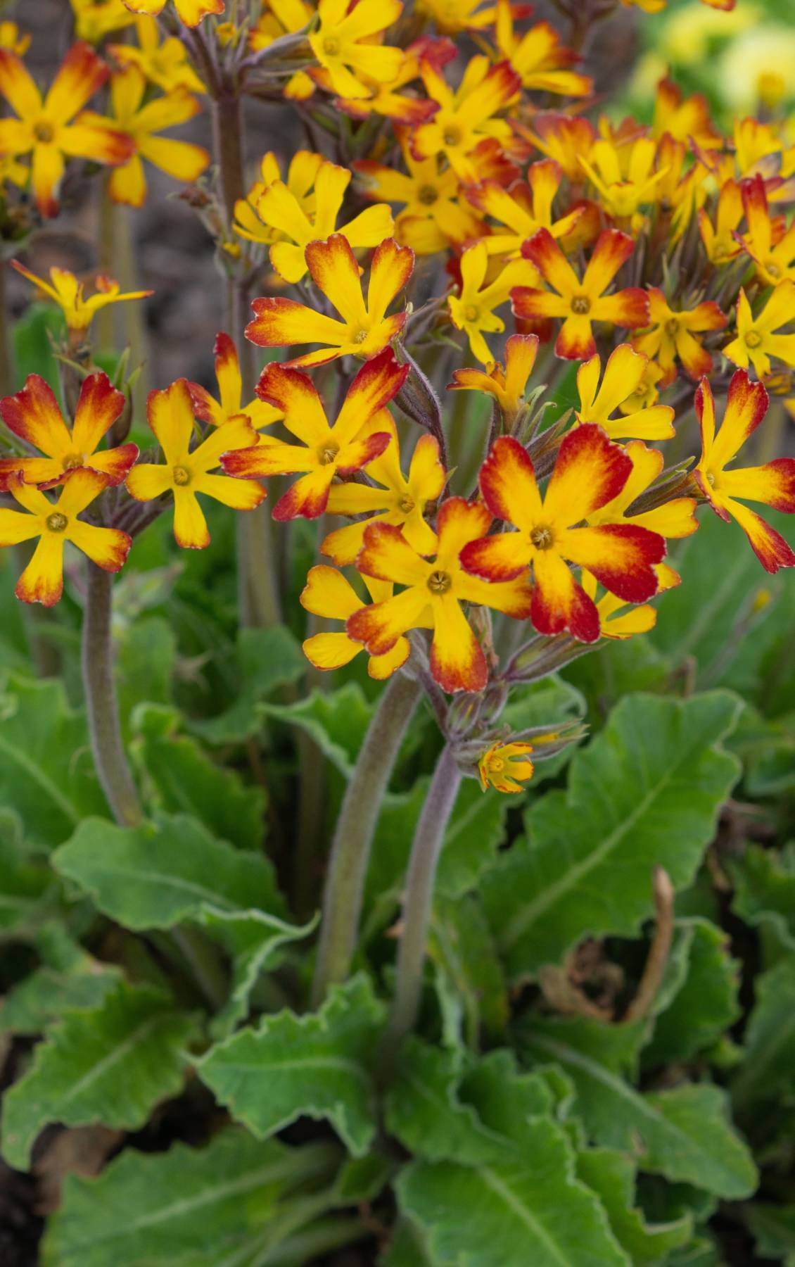 Culture Report: Primula 'Oakleaf Yellow Picotee' - Greenhouse Product News