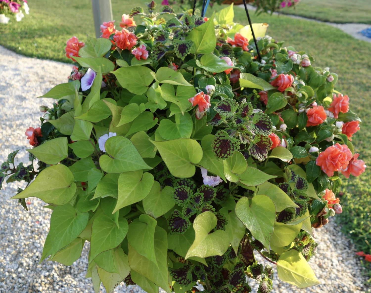 Captivating Color Combinations - Greenhouse Product News