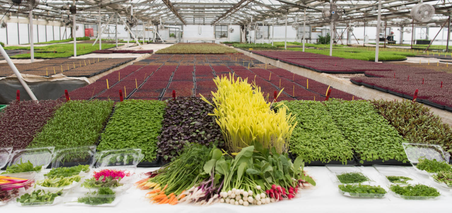 The Demand for Local & Sustainable Food - Greenhouse Product News