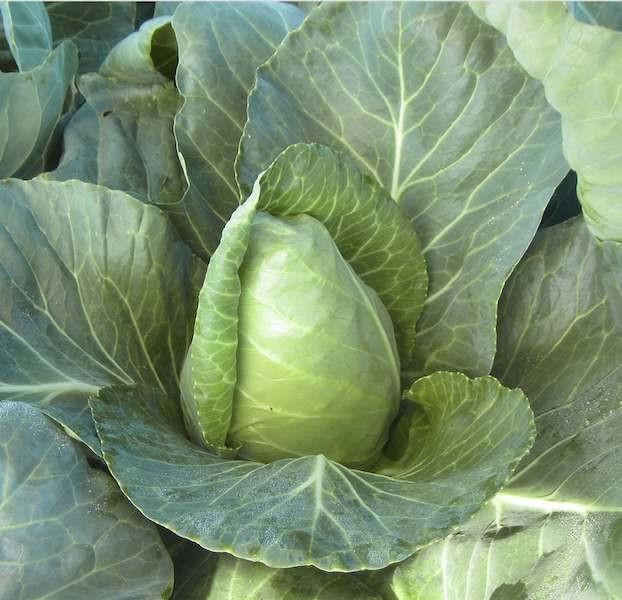 New Edible Varieties For 2021 - Greenhouse Product News