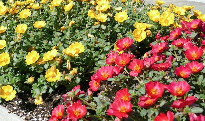 Salient 2021 Annual Introductions: Southern Style - Greenhouse Product News