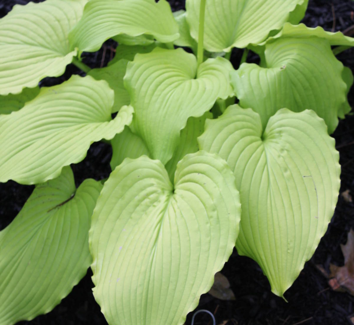 Winners Circle - Greenhouse Product News