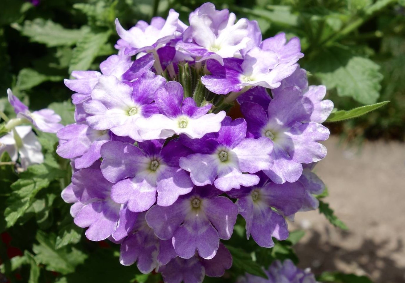 Vaughn's Midwest Sampler Container Trial - Greenhouse Product News