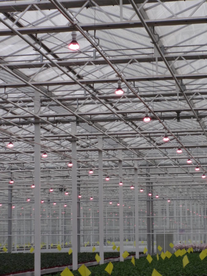 Effective Long-Day Lighting Fixtures - Greenhouse Product News