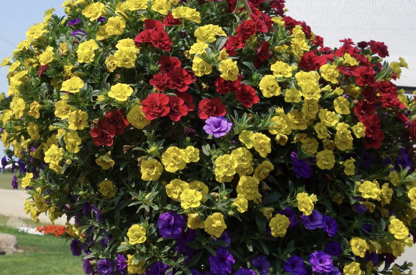 Plant Celebration in the Northland - Greenhouse Product News