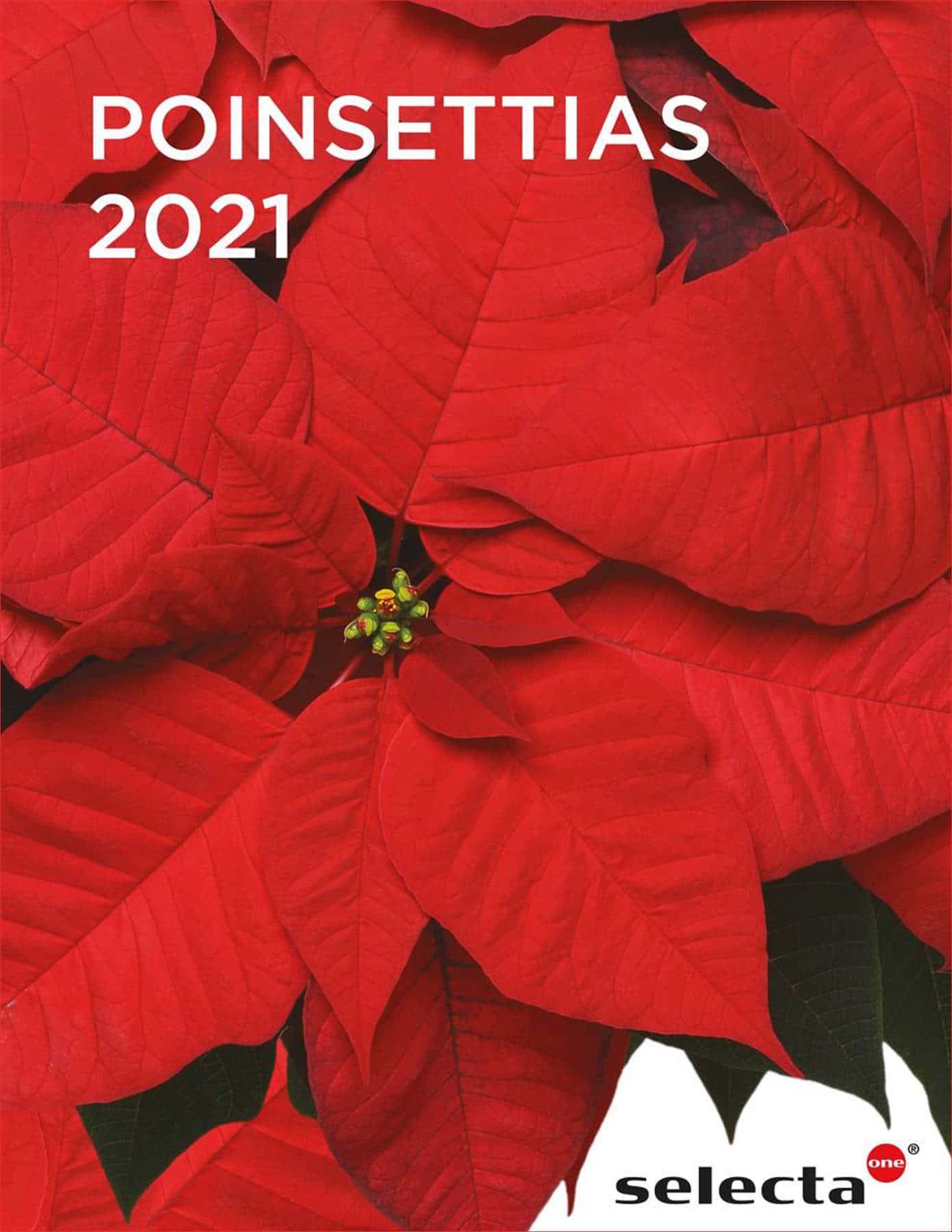 Selecta One Releases 2021 Poinsettia Catalog - Greenhouse Product News