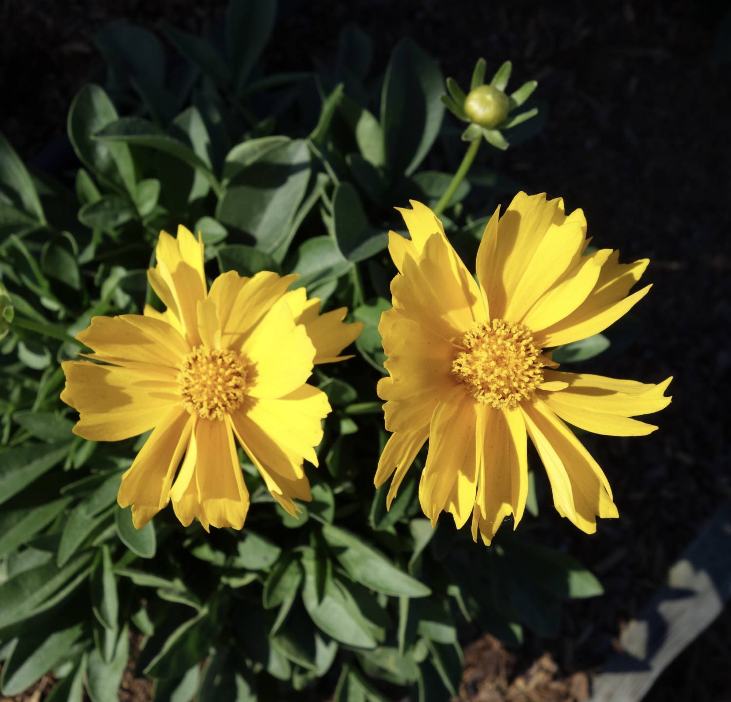 Captivating Perennials - Greenhouse Product News