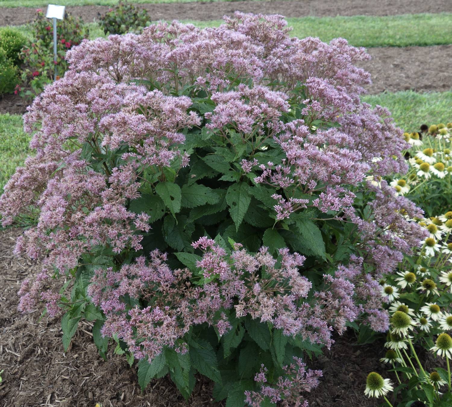 Captivating Perennials — Part 2 - Greenhouse Product News