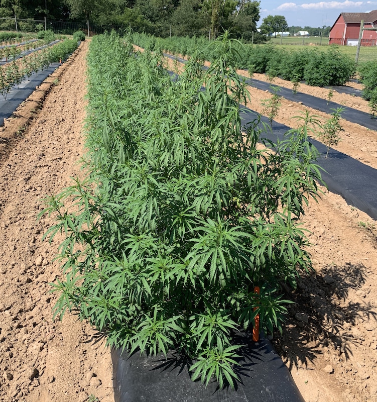 Addressing Plant Nutrition in Outdoor Hemp - Greenhouse Product News