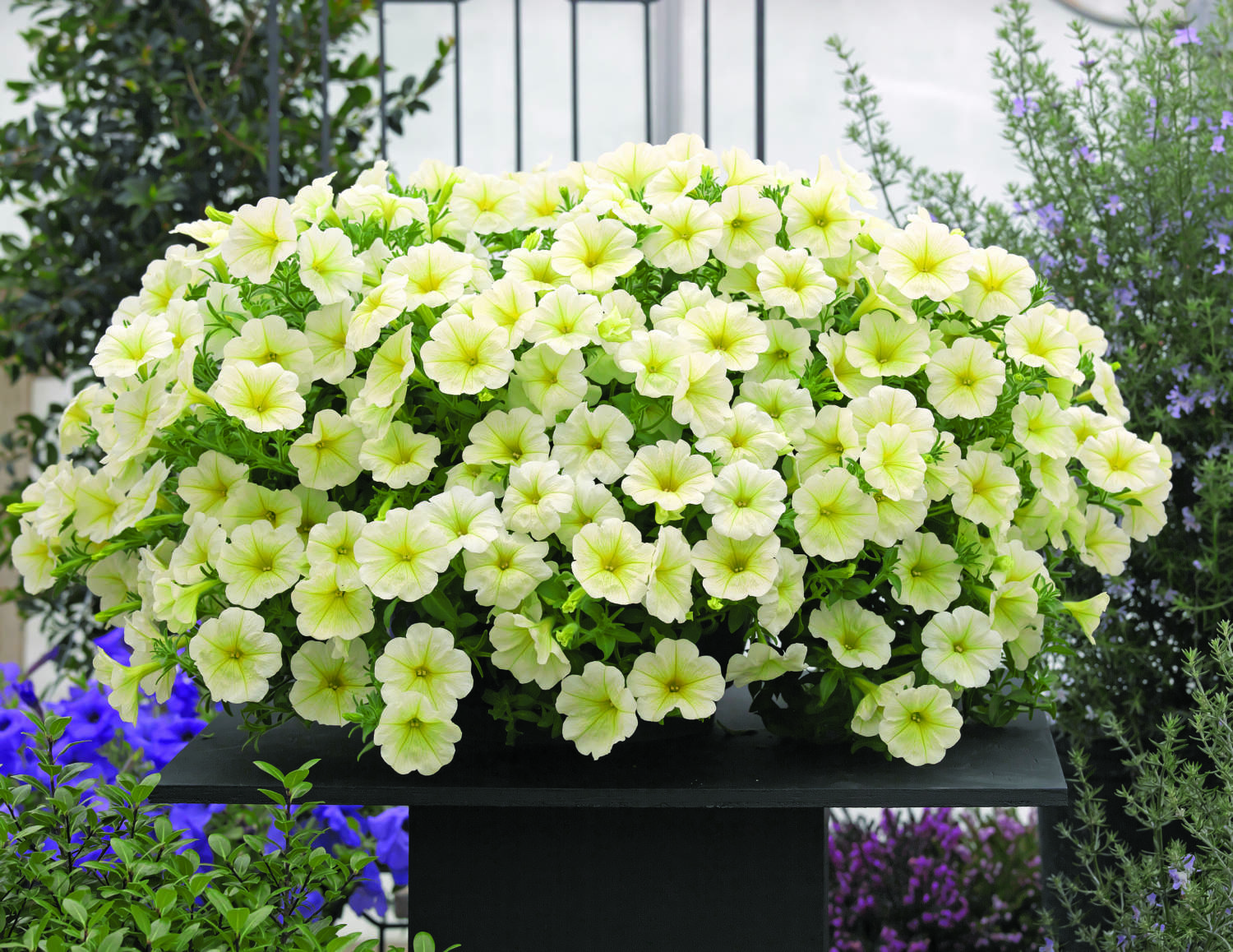 Back with a Bang - Greenhouse Product News