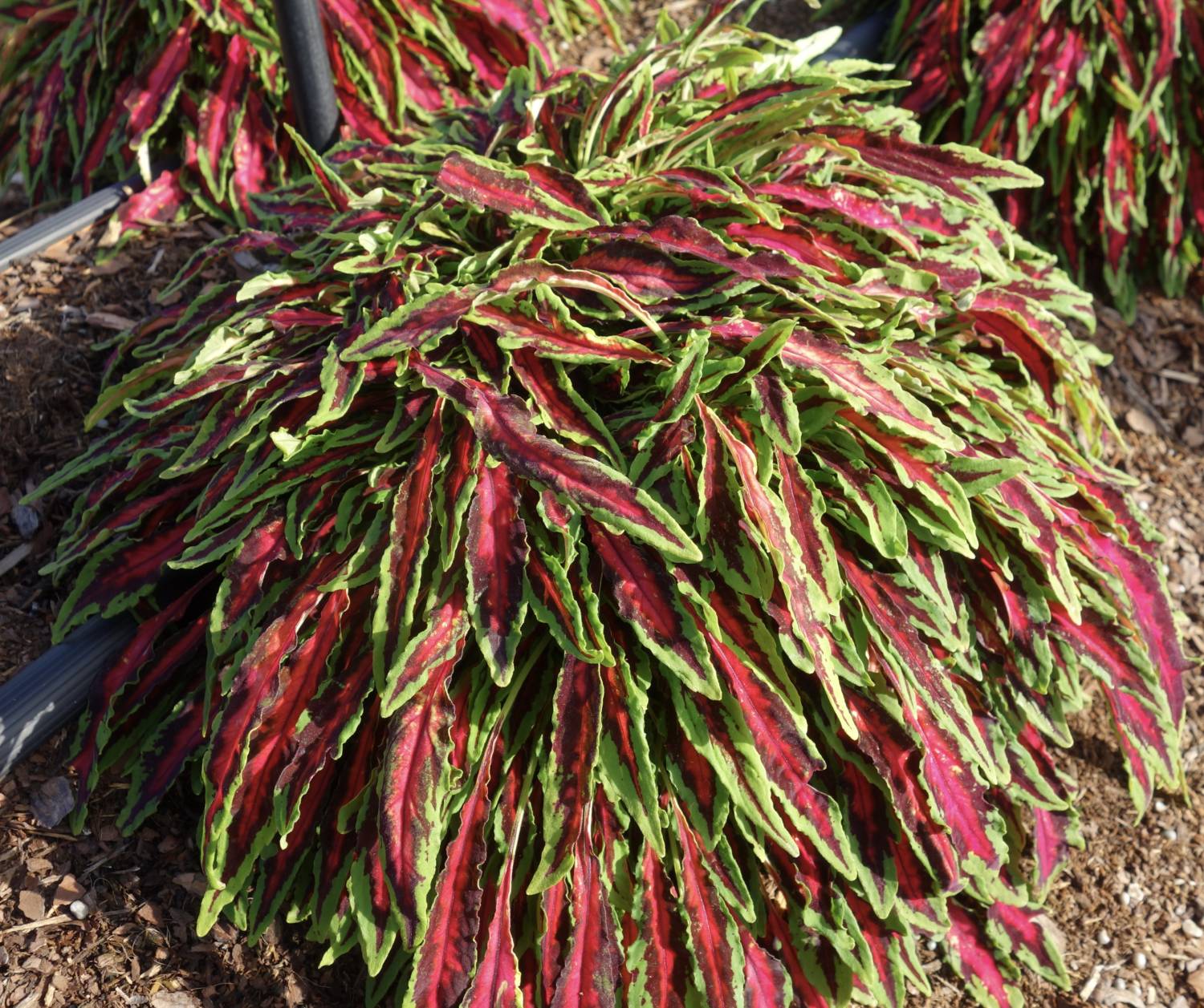 Eye-Popping Annual Introductions for 2022 - Greenhouse Product News