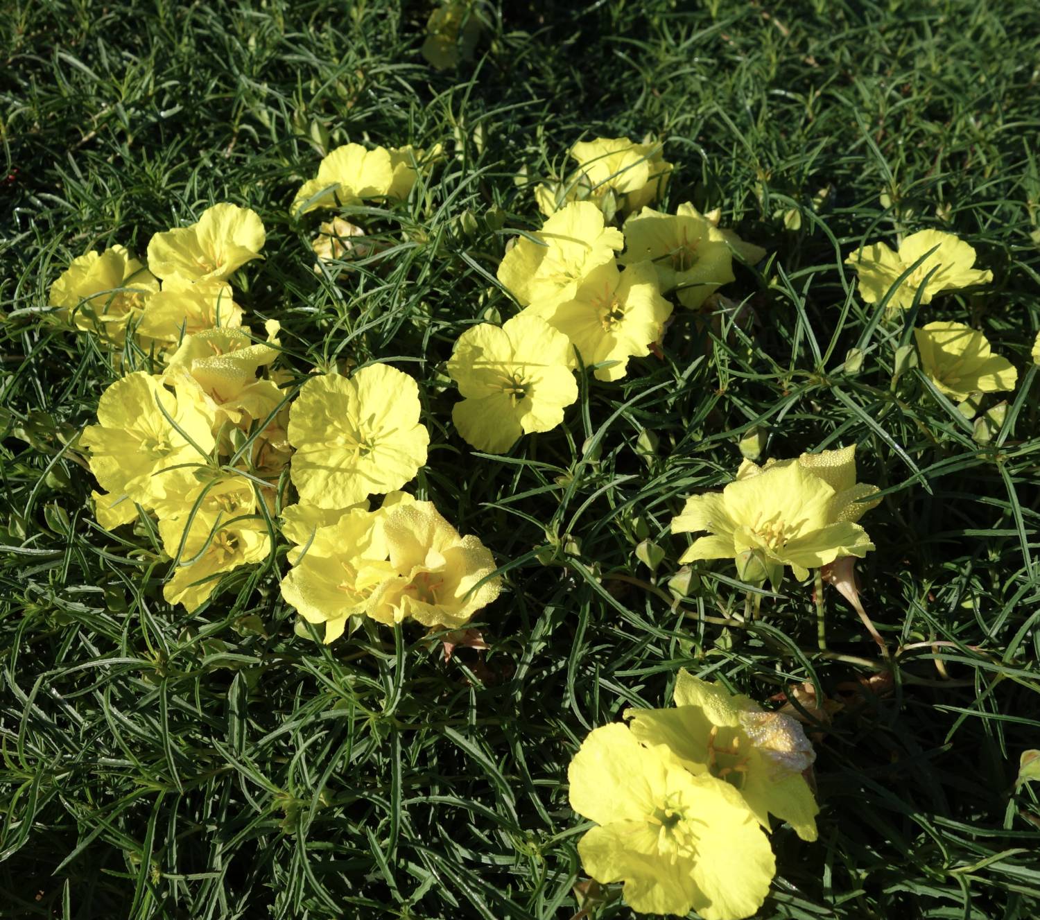 The Power of Yellow - Greenhouse Product News