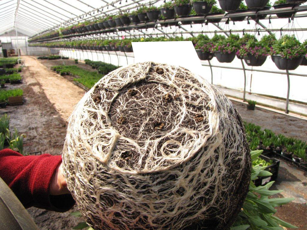Roots, Shoots & Environmentals - Greenhouse Product News