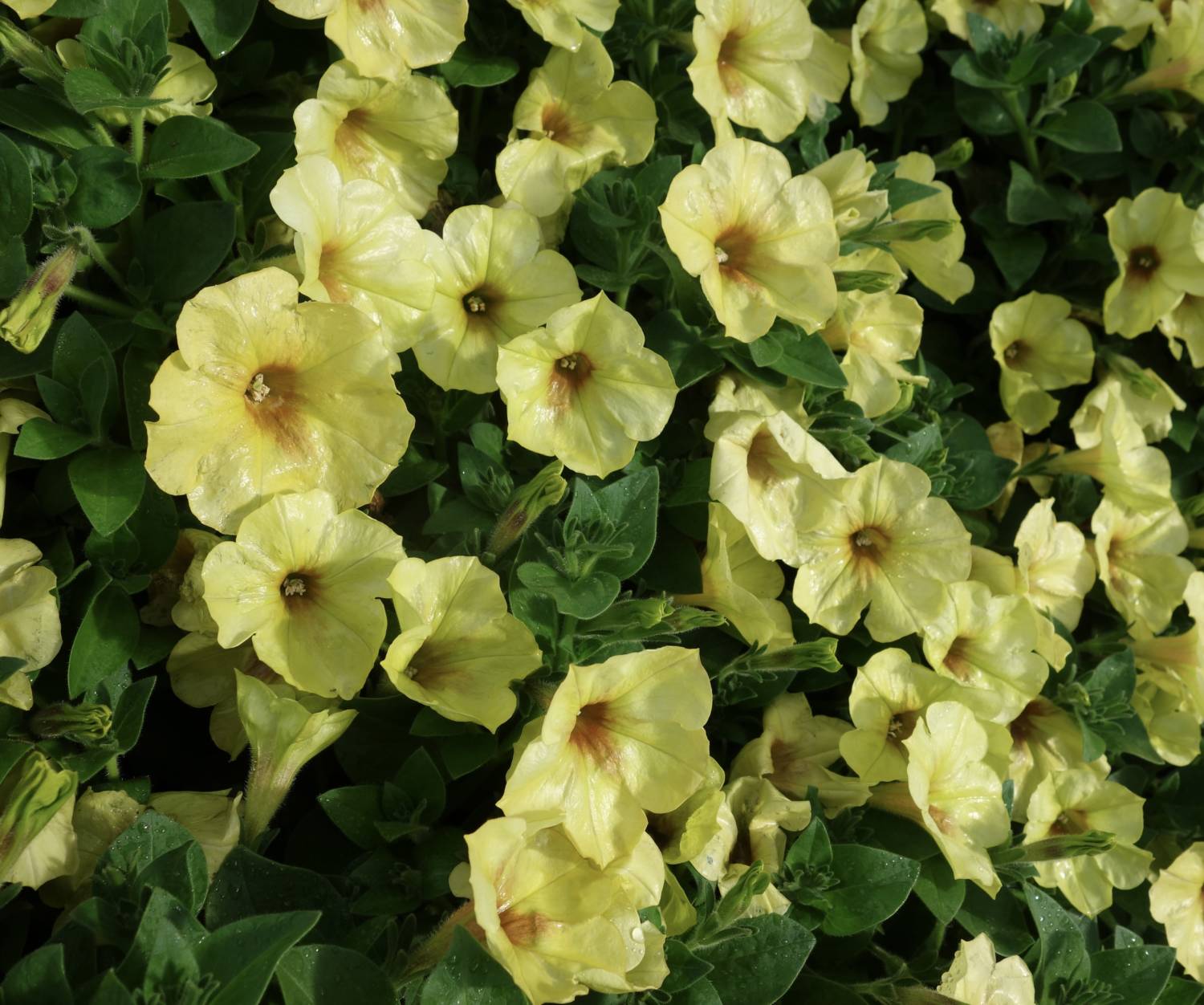 The Power of Yellow - Greenhouse Product News