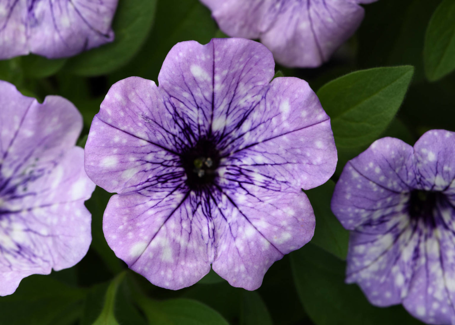 Petunia - Greenhouse Product News
