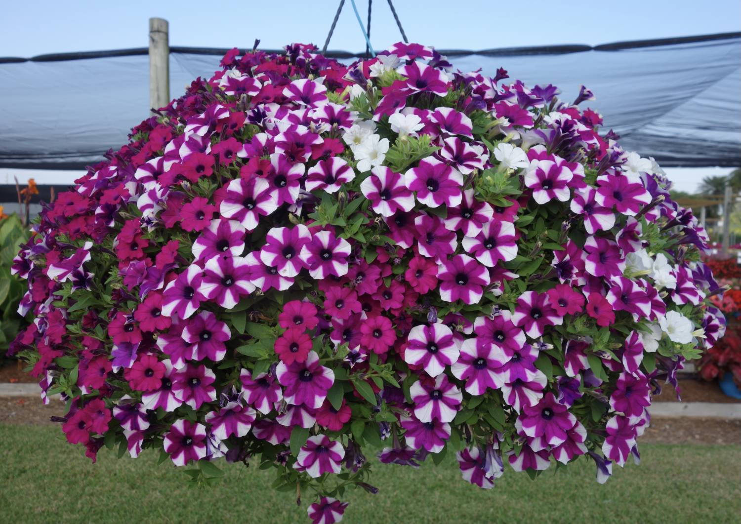 Bountiful Baskets - Greenhouse Product News