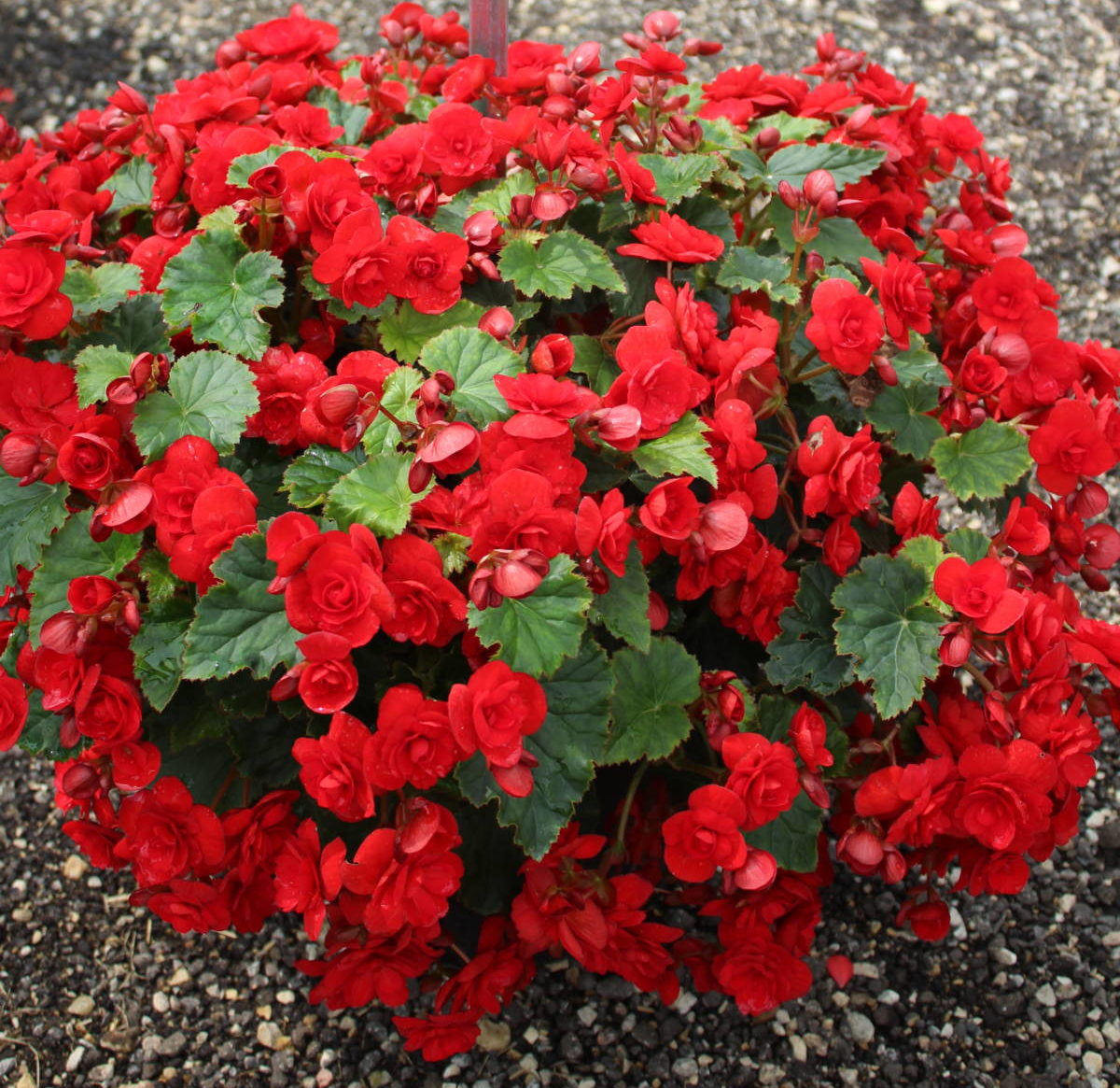 Plantpeddler Announces 2021 Variety Day Top 25 - Greenhouse Product News