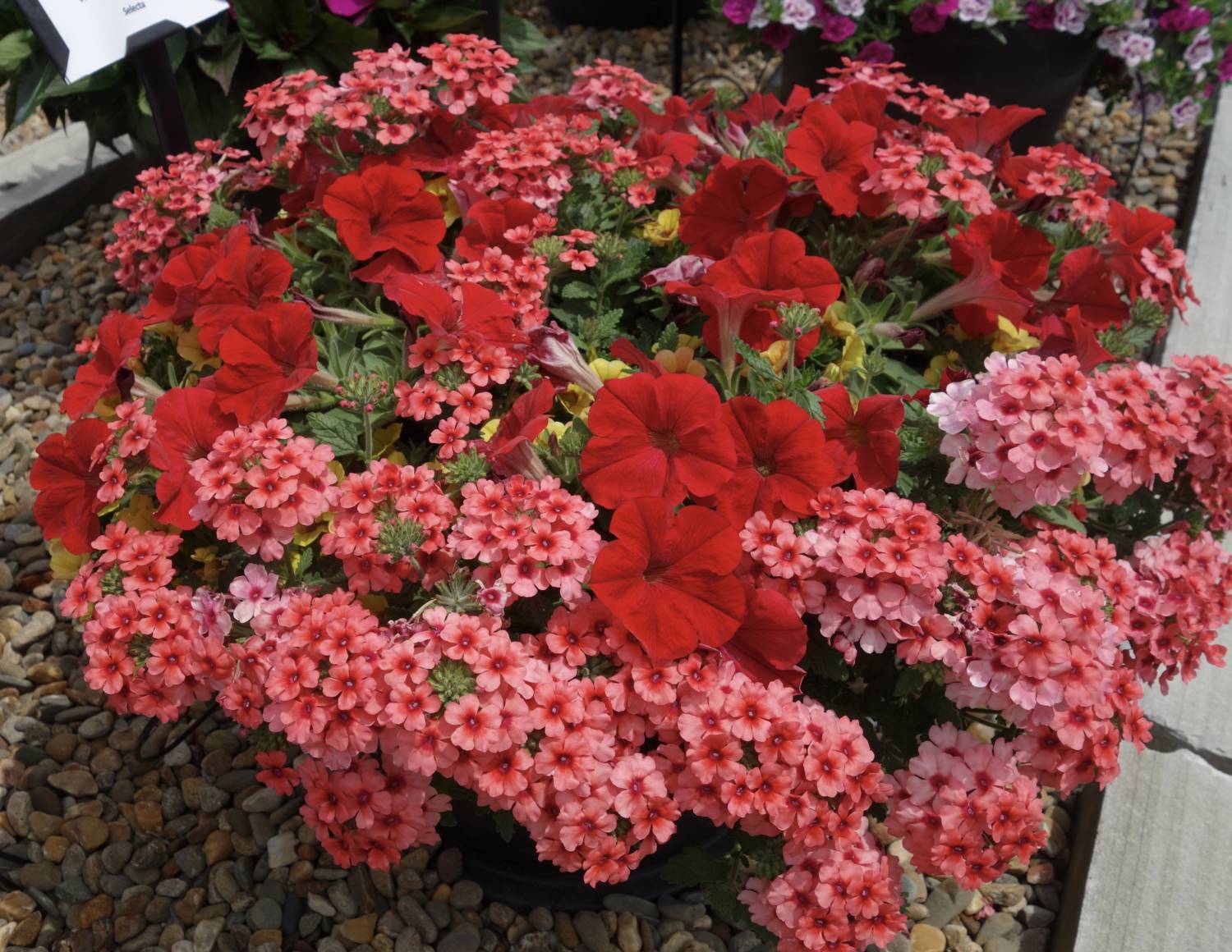 Colorful and Dynamic Containers in Alabama - Greenhouse Product News