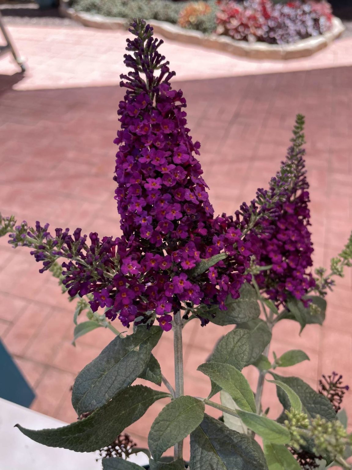 Coming to a Garden Near You ... - Greenhouse Product News