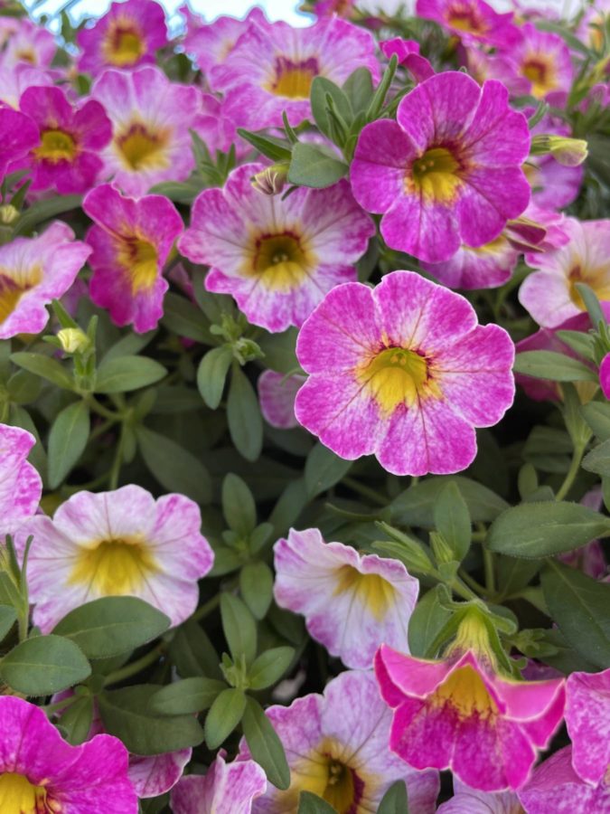 Coming to a Garden Near You ... - Greenhouse Product News