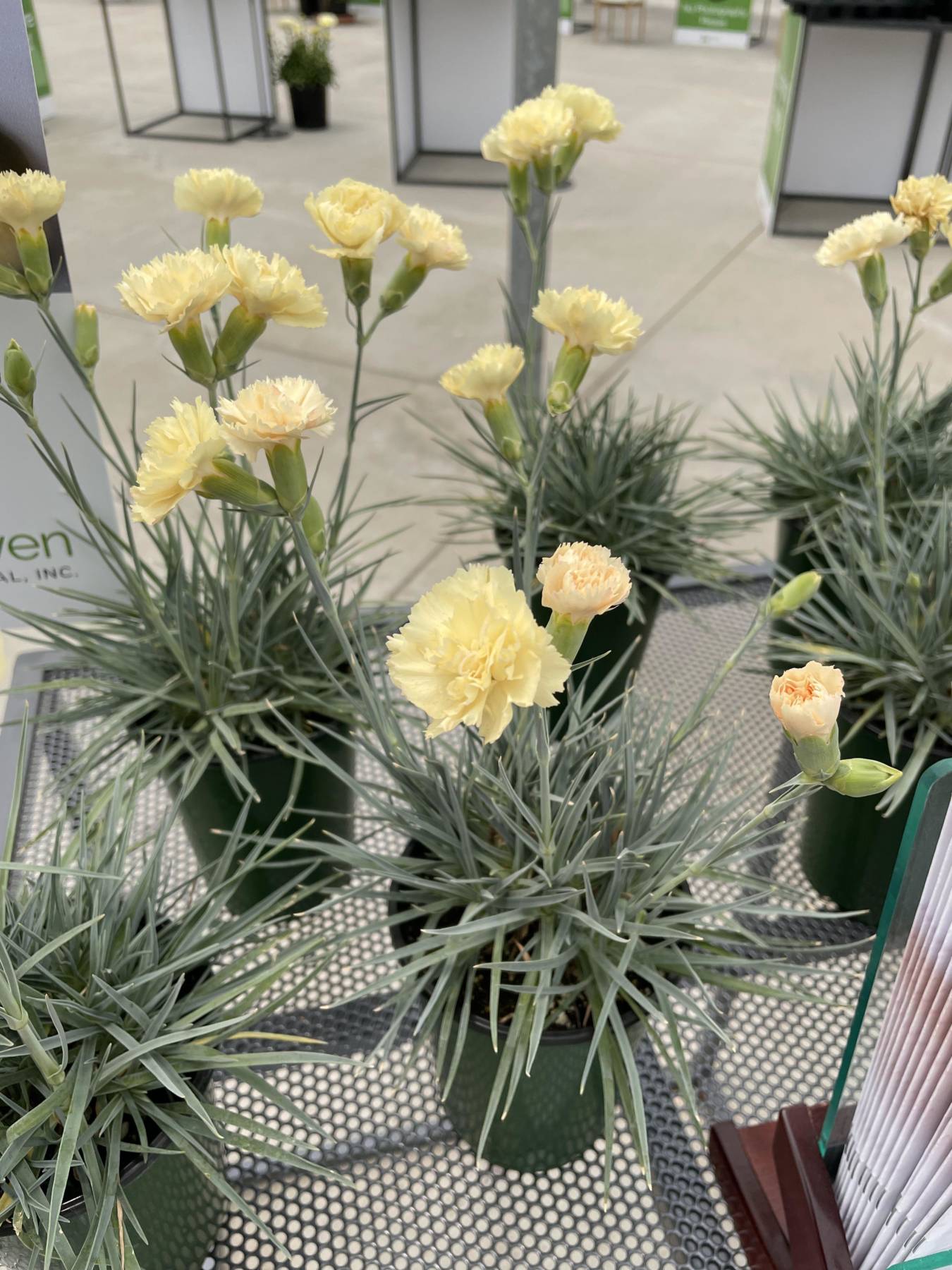 Coming to a Garden Near You ... - Greenhouse Product News