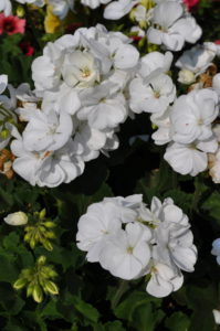 CSU Trial Garden Announces 2021 "Best of" Winners - Greenhouse Product News