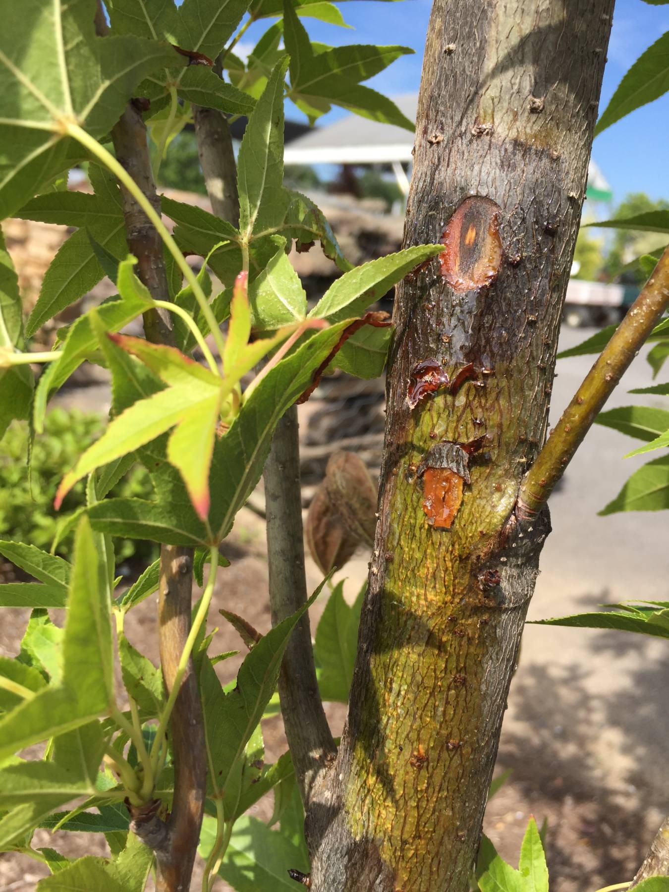 Will Climate Change Impact the Health of Outdoor Crops? - Greenhouse ...