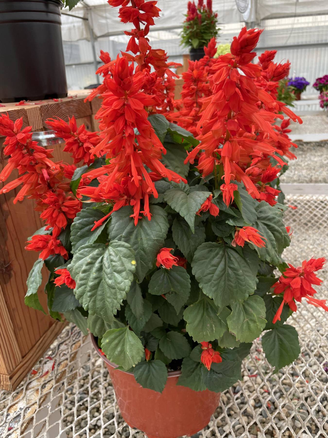 Coming to a Garden Near You ... - Greenhouse Product News