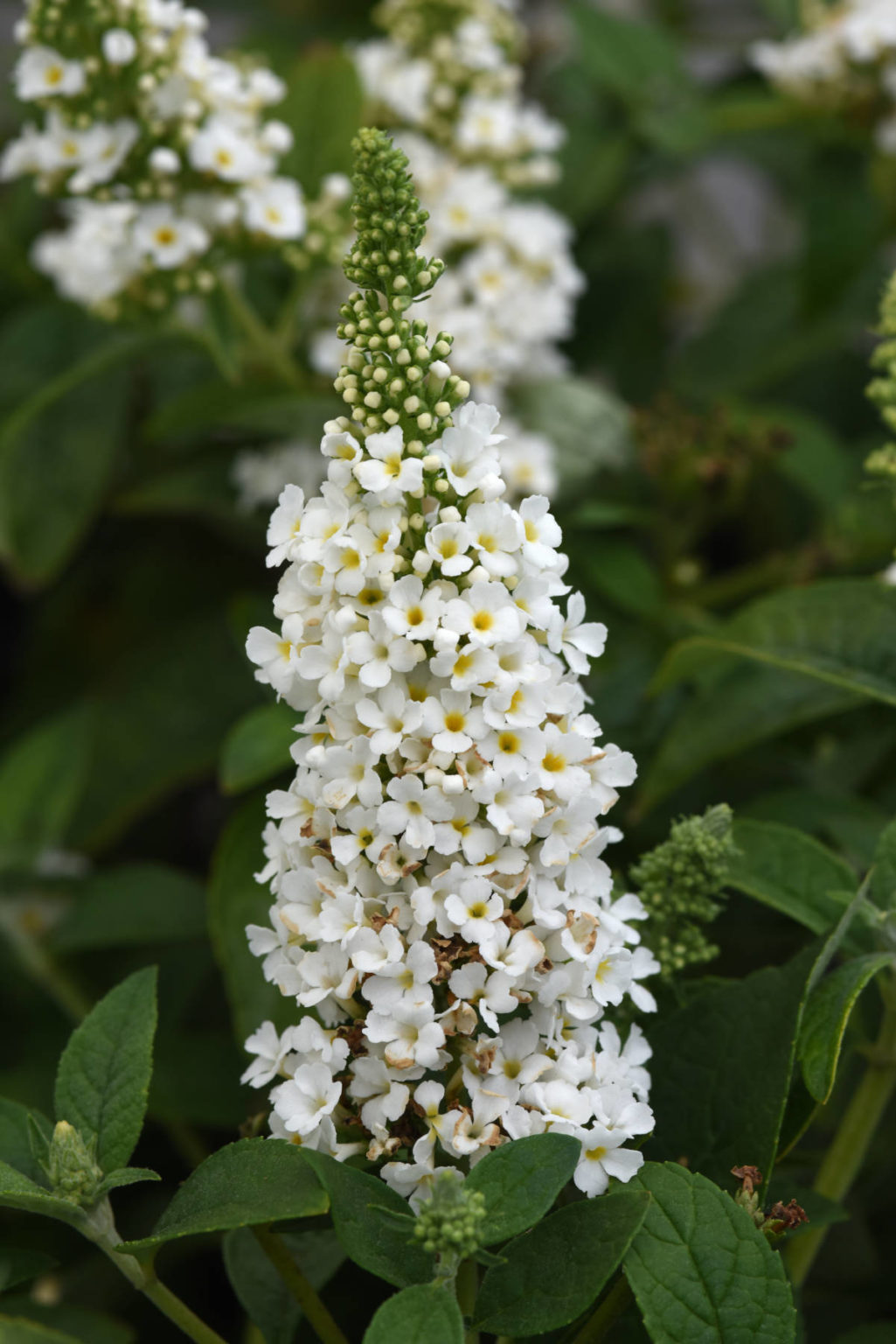 Culture Report: Buddleia Chrysalis Series - Greenhouse Product News