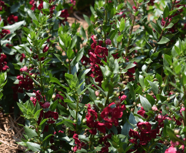 Angelonia 'Archangel Ruby Sangria' - Greenhouse Product News