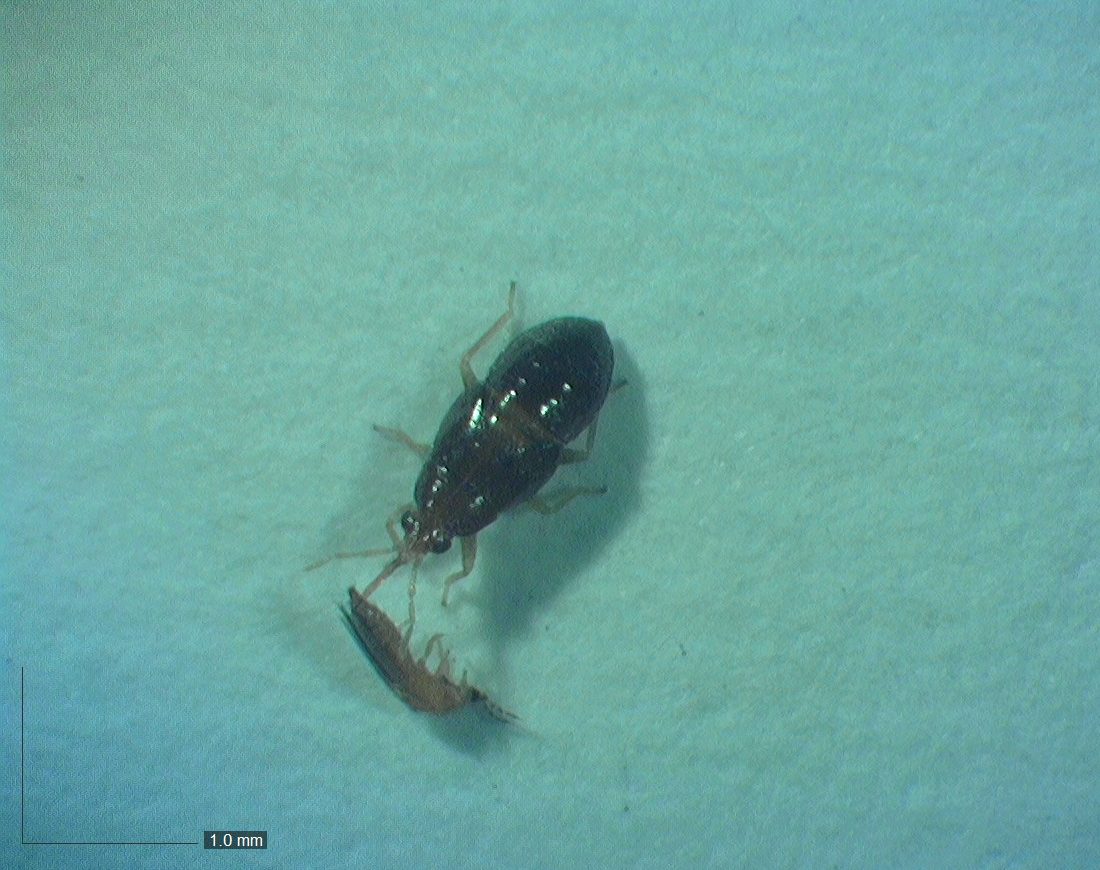 Insidious Flower Bug - Greenhouse Product News