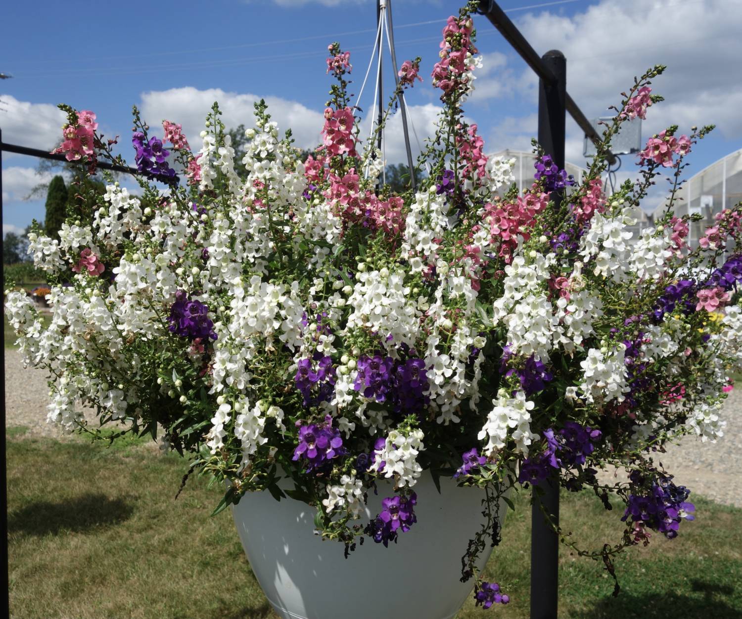 Bold, Flashy and Durable 2021 Summer Trials - Greenhouse Product News