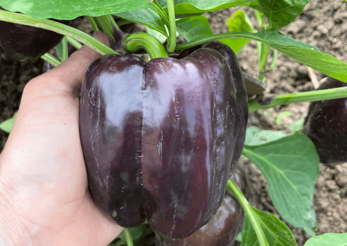 AAS Announces Seven New Award Winners for '22 - Greenhouse Product News