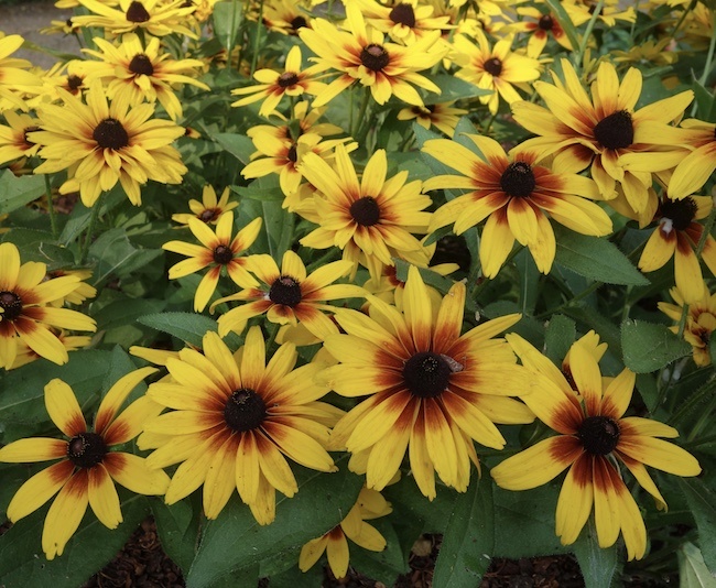 Rudbeckia 'Minibeckia Flame' - Greenhouse Product News