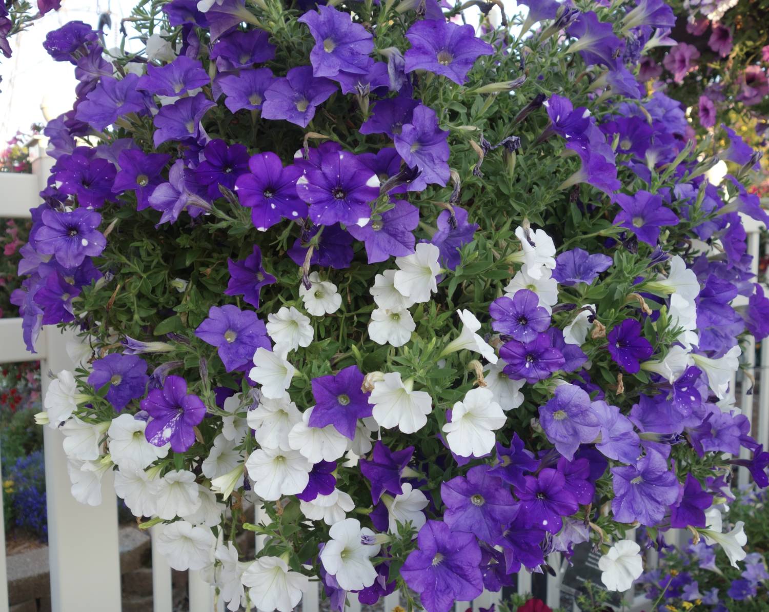 Bold, Flashy and Durable 2021 Summer Trials - Greenhouse Product News