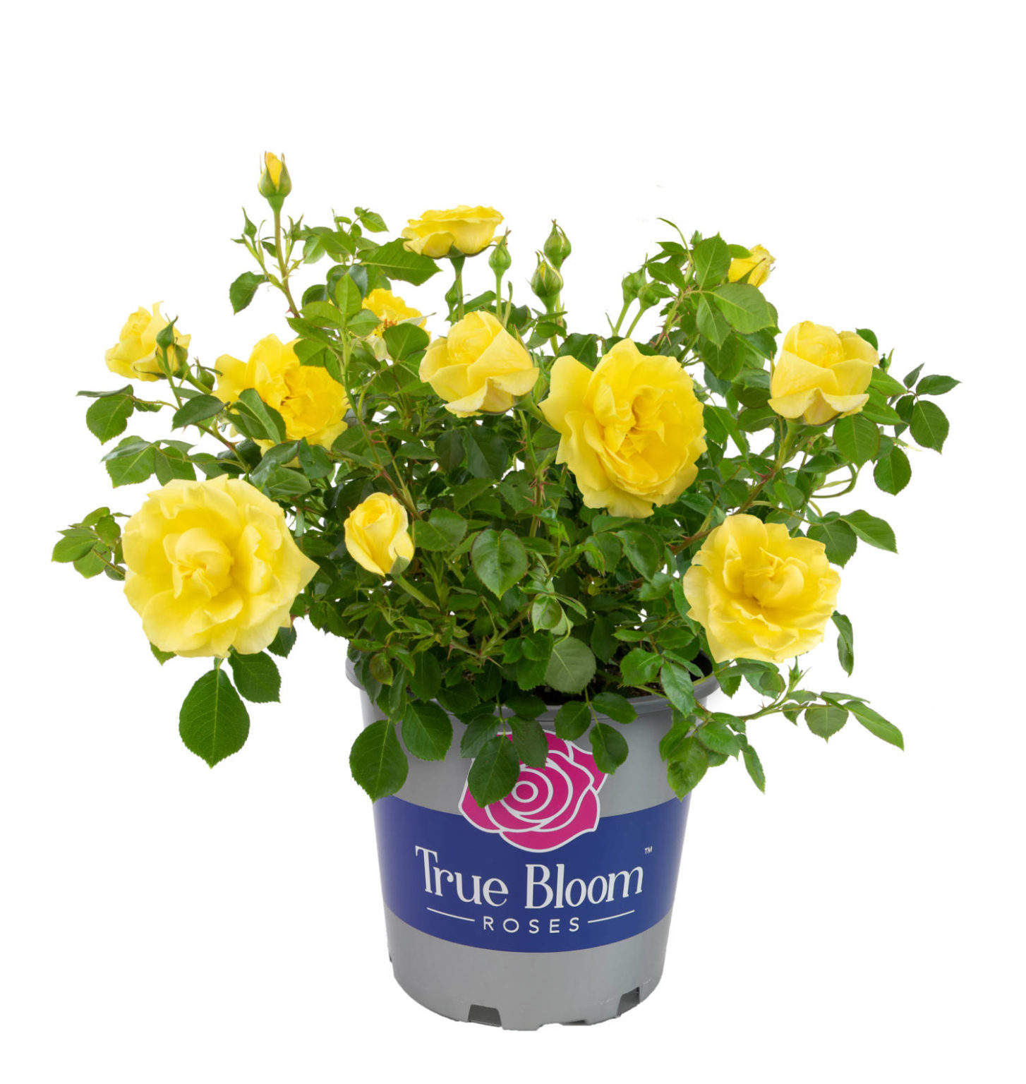 Altman Plants Reports True Bloom Roses Trial Results - Greenhouse ...