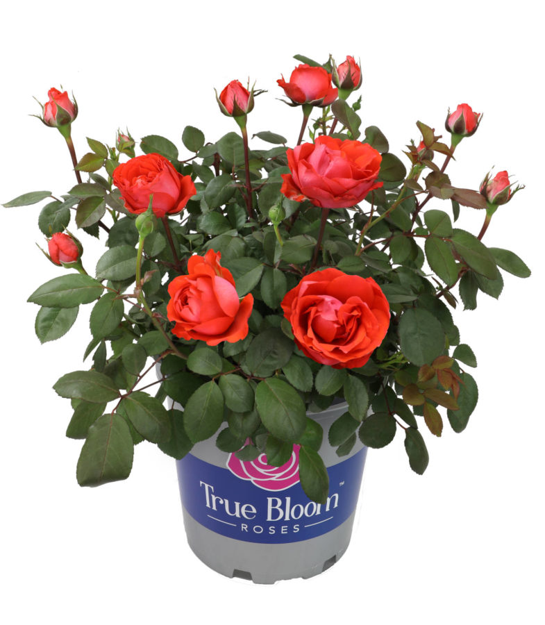Altman Plants Reports True Bloom Roses Trial Results - Lawn & Garden ...
